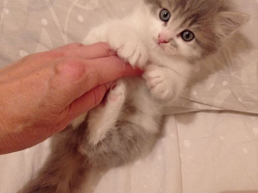 Котёнок мальчик