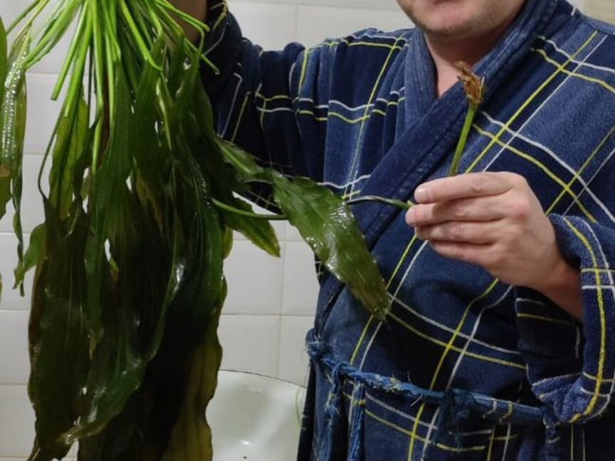 Эхинодорус