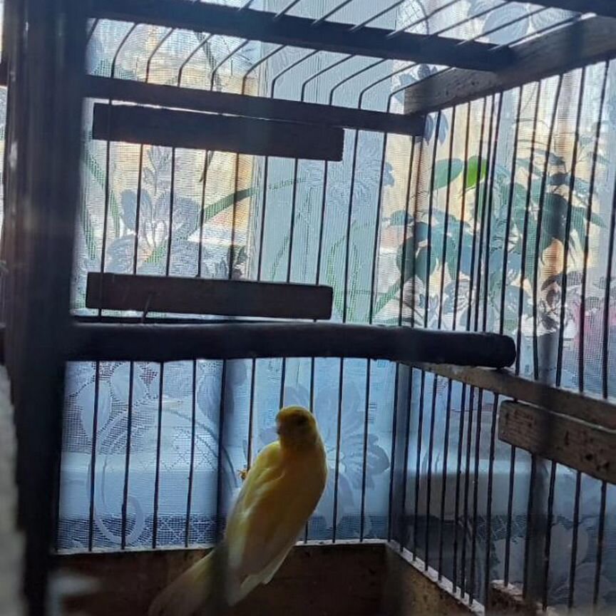 Кеноры поющие