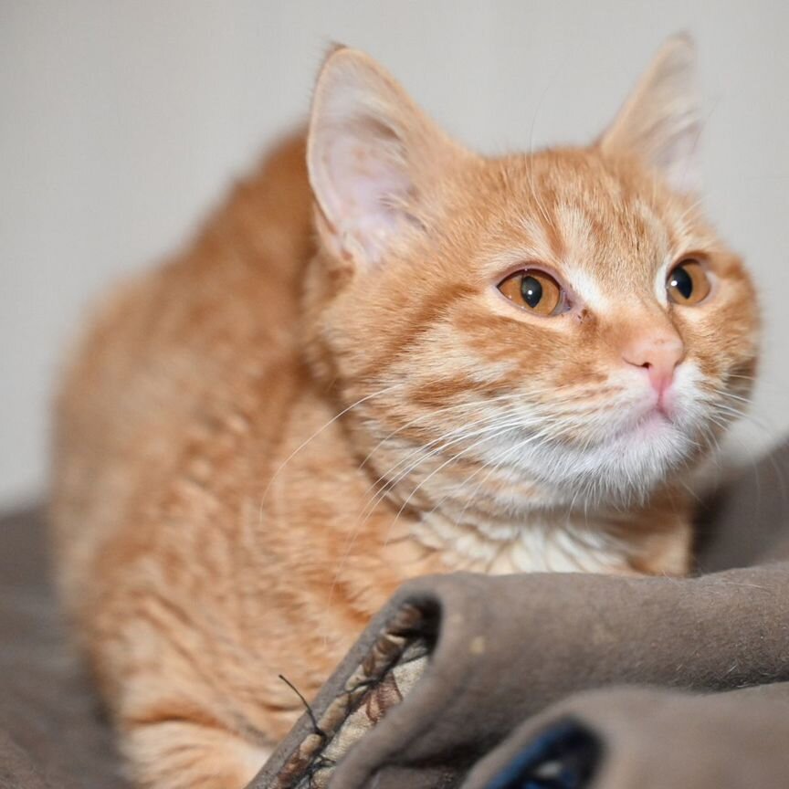 Рыжий котенок Чиз (из приюта)