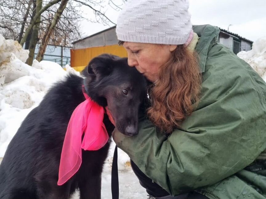 Собака из приюта