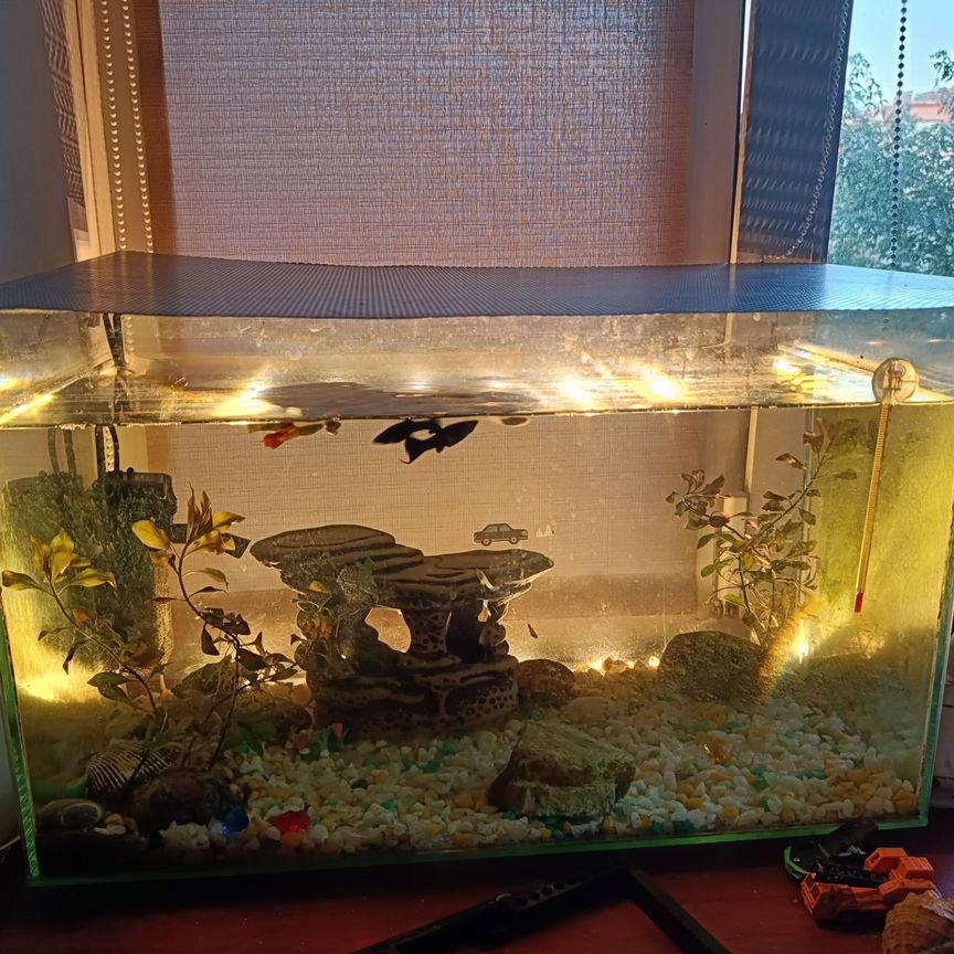 Рыбки молинезия