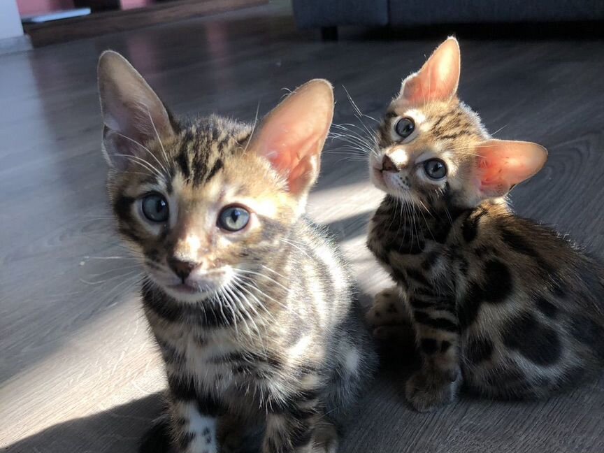 Котята бенгальские