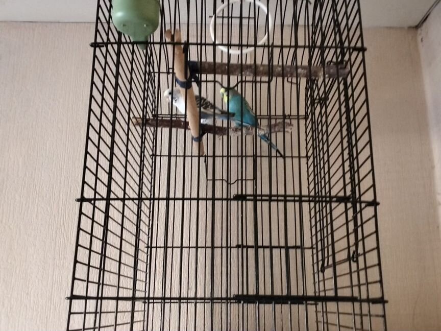 Волнистые попугаи пара