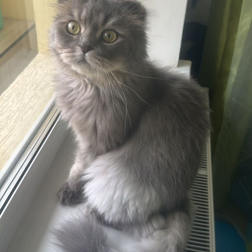 Кот шотландский вислоухий