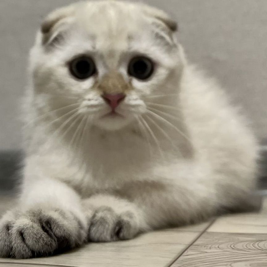 Белая шиншилла котенок