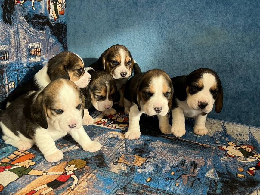 Щенки бигль