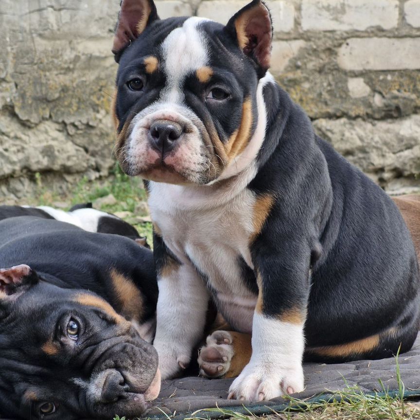 Американский булли