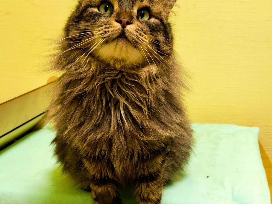 Зелёные глазки