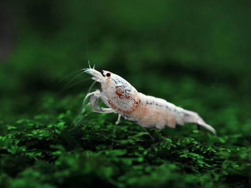 Креветка снежинка