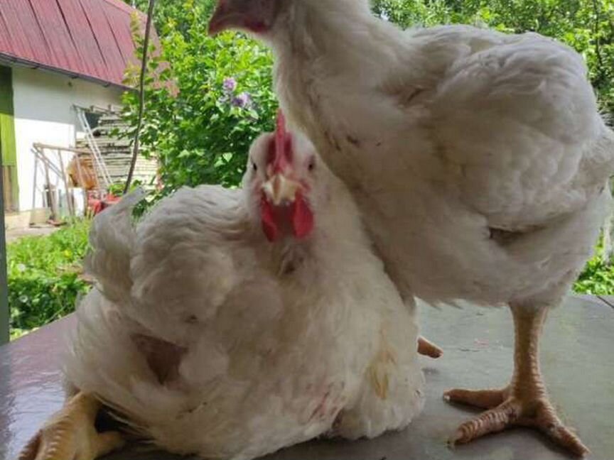 Куры бройлеры