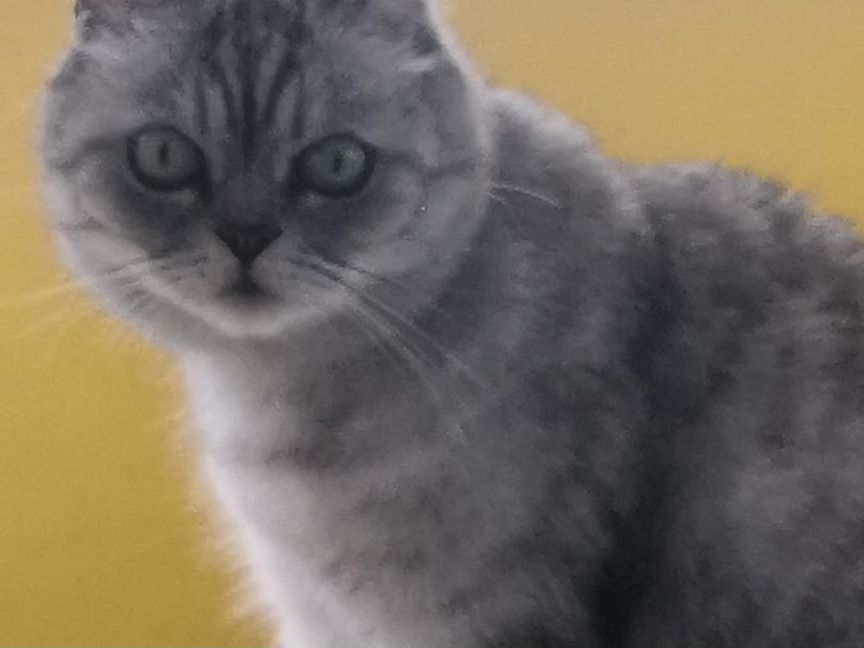 Найдена кошка на ул. Габишева