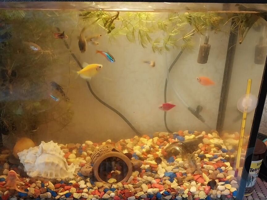 Аквариум с рыбками