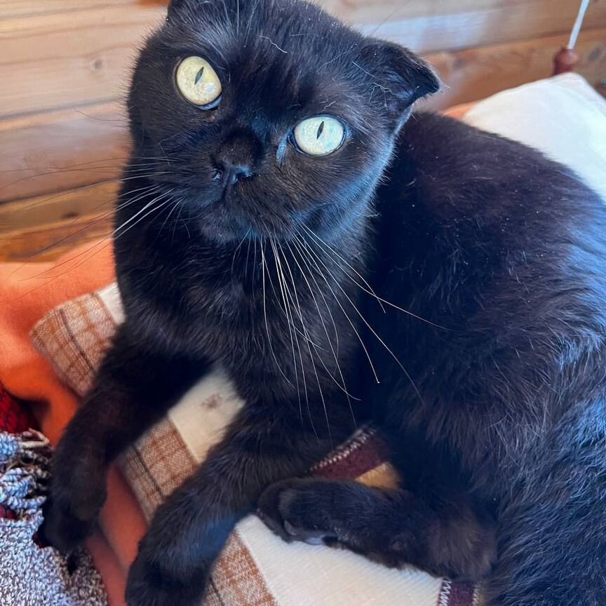 Черная британская кошка