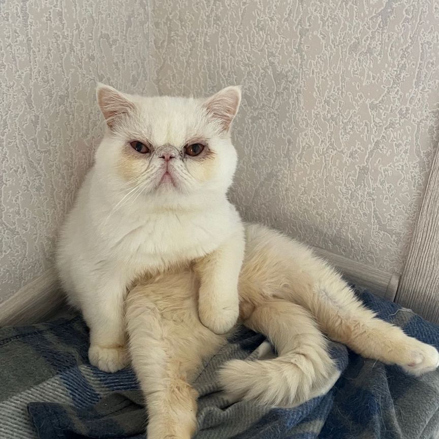 Кот экзот 1 год