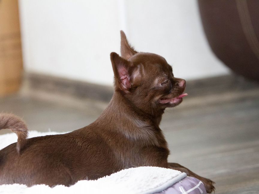 Шоколадный кобель, 4 мес