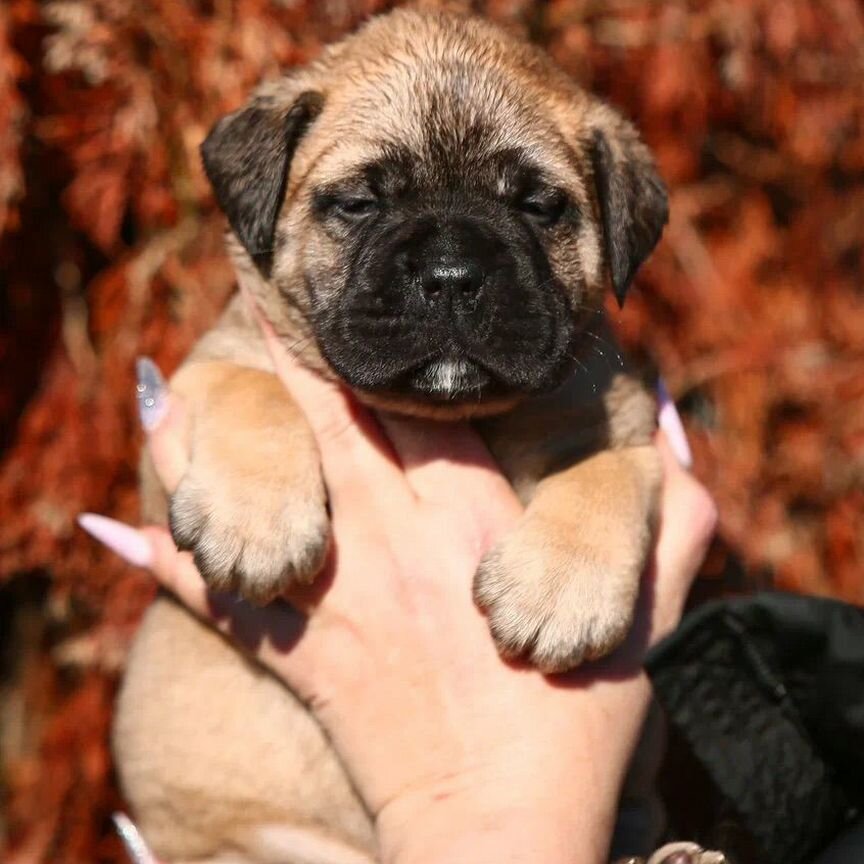 Щенки бульмастифа