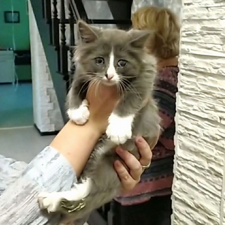 Котёнок мальчик