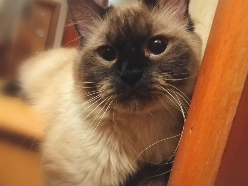 Добрейший котяра Бабиджо готов к Вам переехать)
