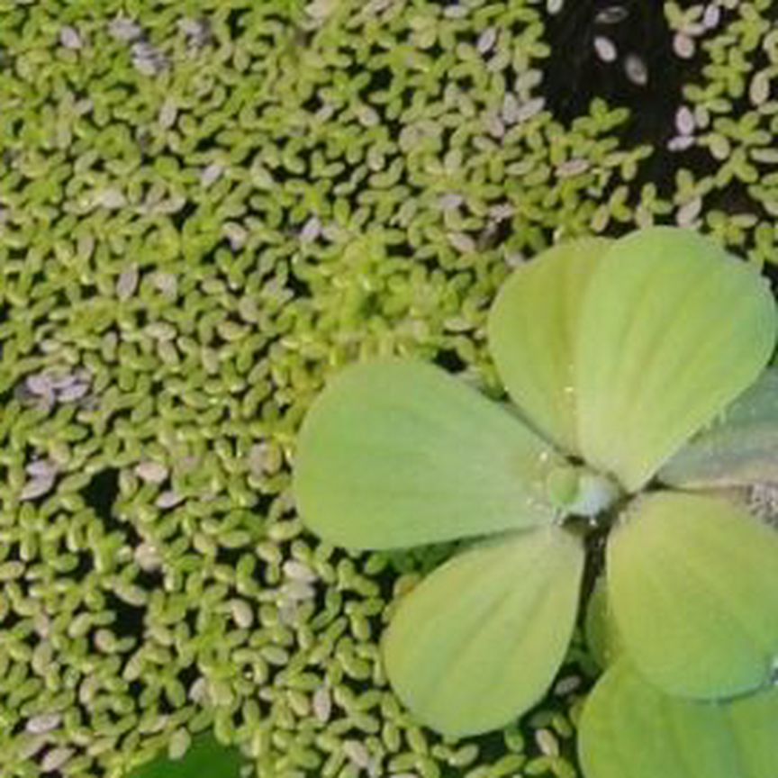 Аквариумные растения бесплатно только в эти выходн