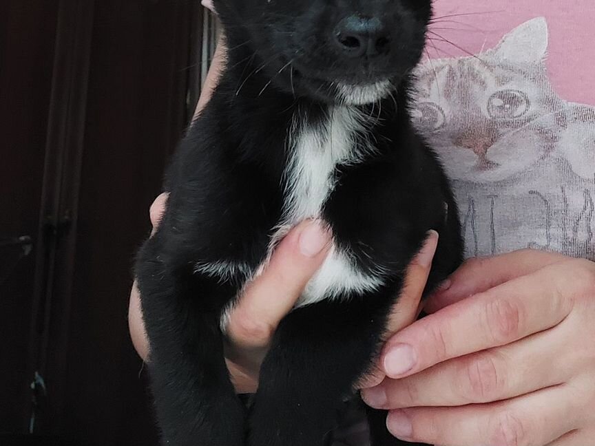 Детки ищут дом