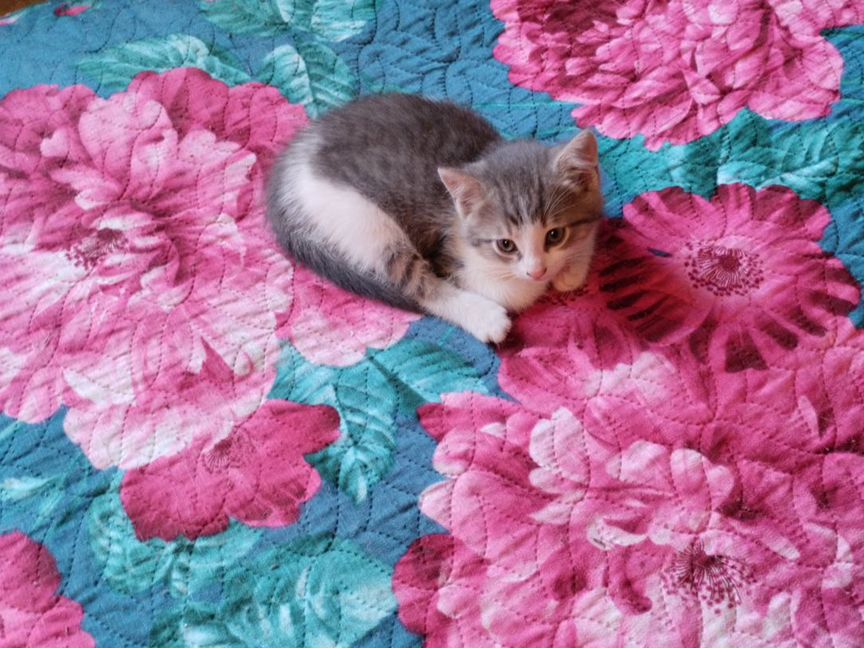 Котята в добрые руки даром бесплатно