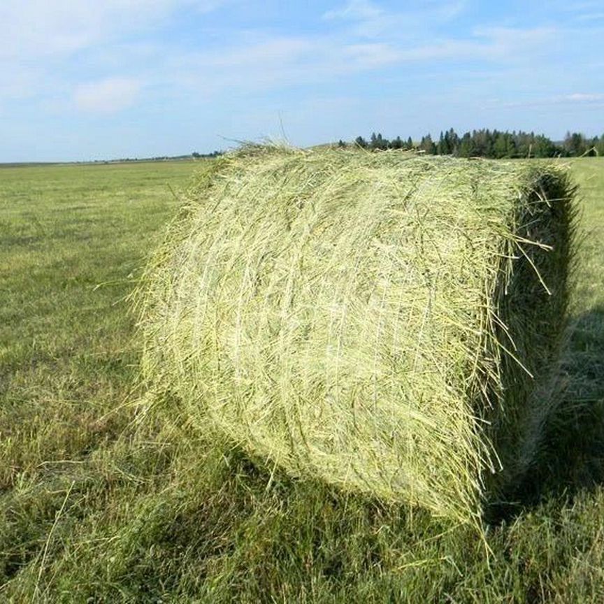 Сено в рулонах