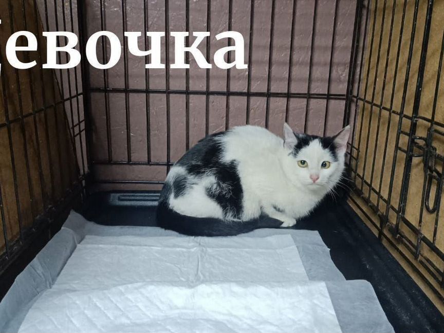 Спасите от улицы Котенок девочка косая