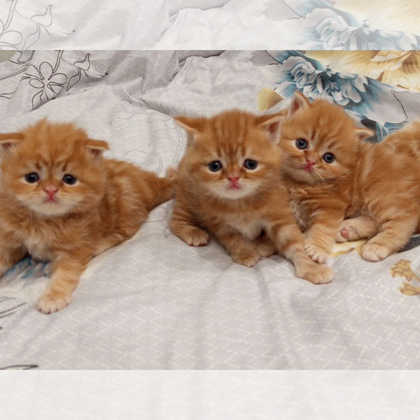 Шотландский прямоухий длинношёрстный котёнок