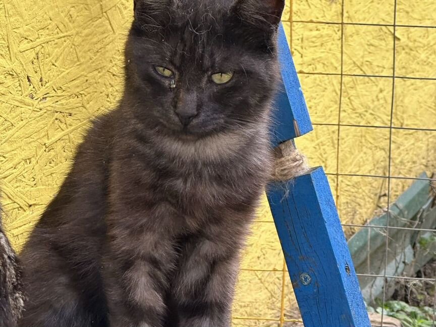Кот, кошки и собаки