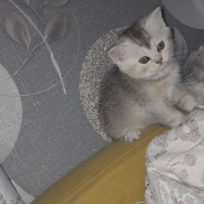 Шотланский котенок