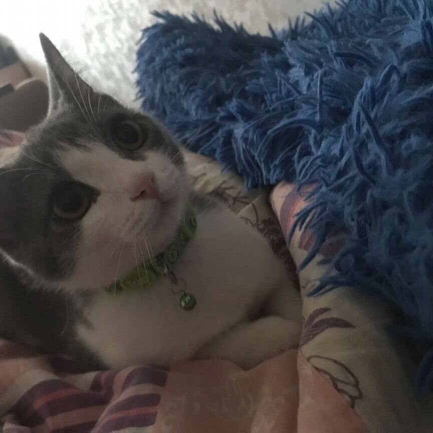 Котик в хорошие руки