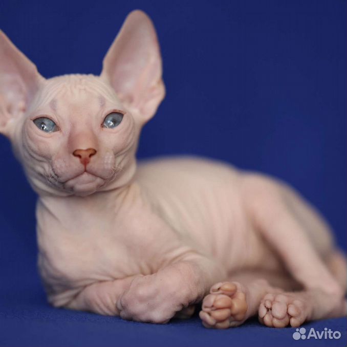 Котёнок, мальчик, Донской сфинкс