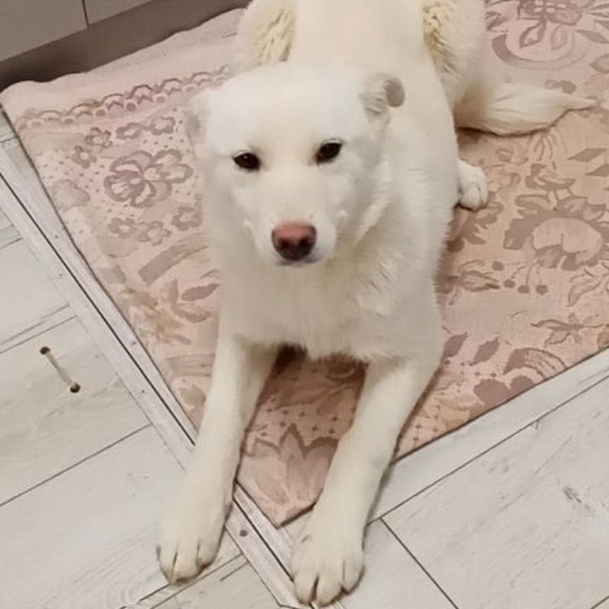 Сибирский хаски, щенок