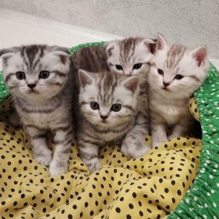 Британские котята