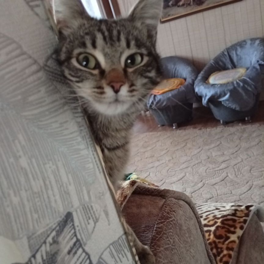 Взрослая, кошка в добрые руки