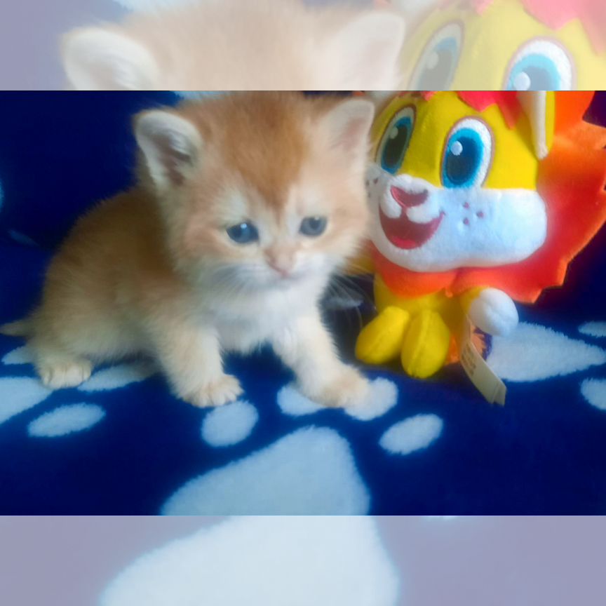Милашки