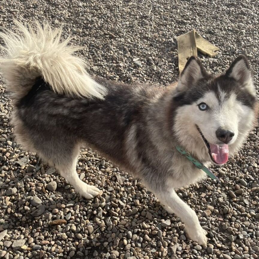 Сибирский хаски, взрослая собака