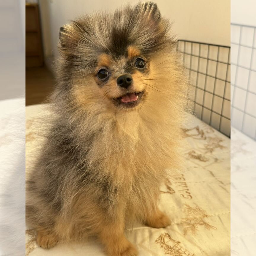 Померанский шпиц, щенок