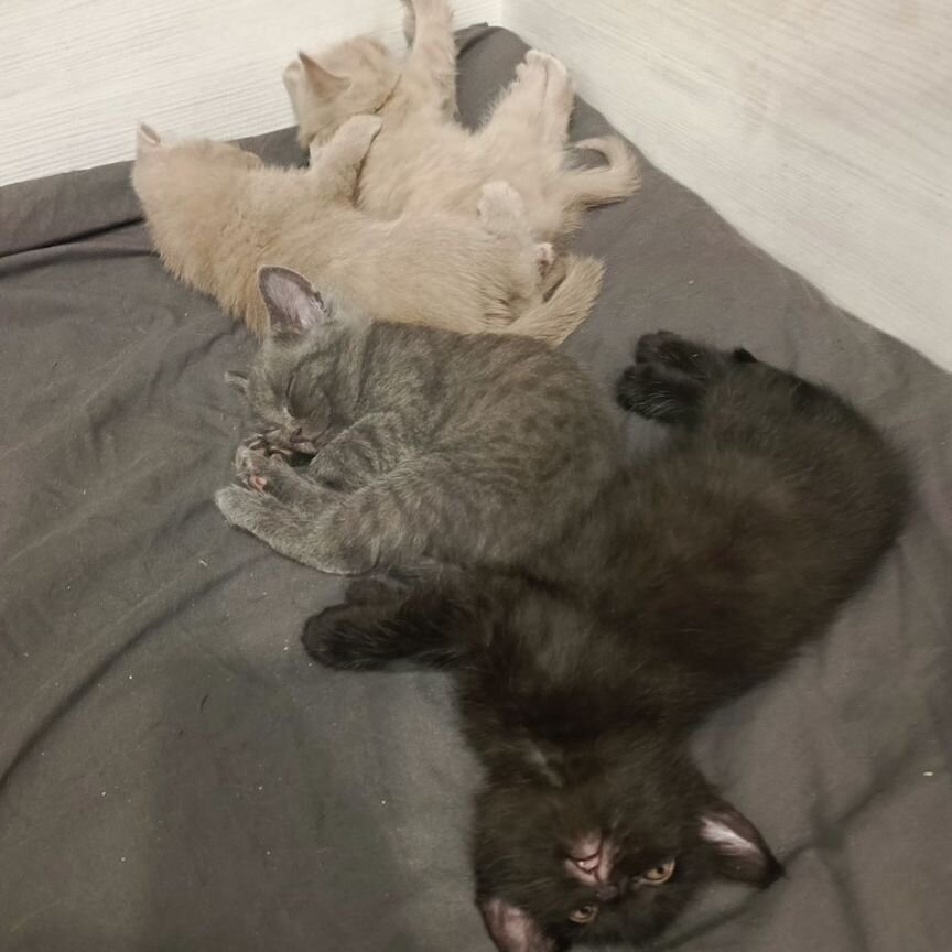 Британский длинношёрстный котёнок