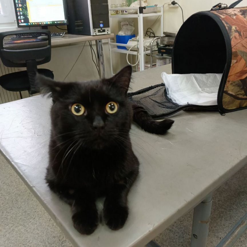 Котик