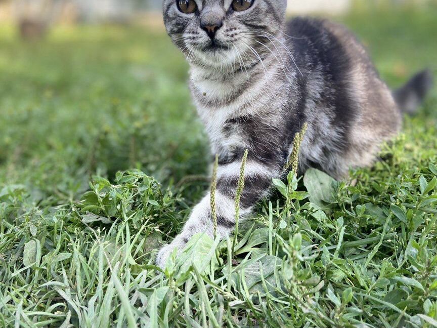 Котенок мальчик бесплатно