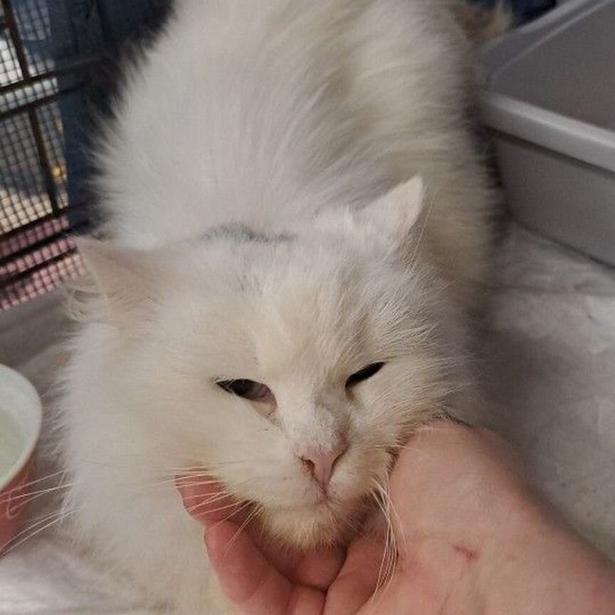 Взрослая, Девочка кошка в добрые руки