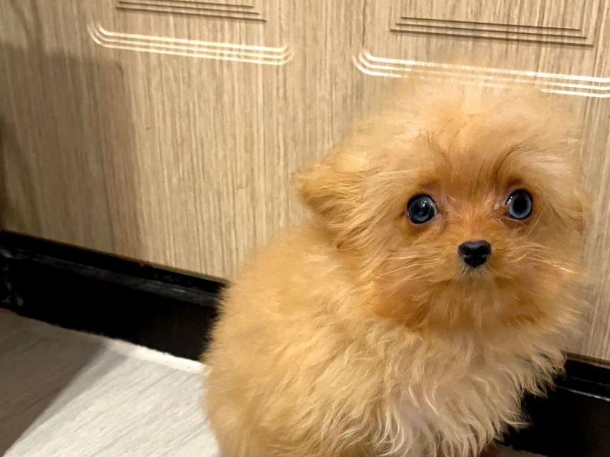 Девочка голубоглазая 3,5мес