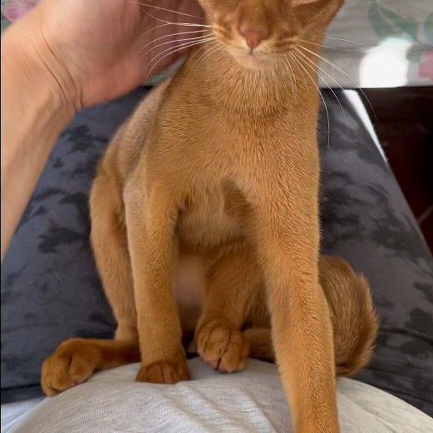 Молодая абиссинская кошечка