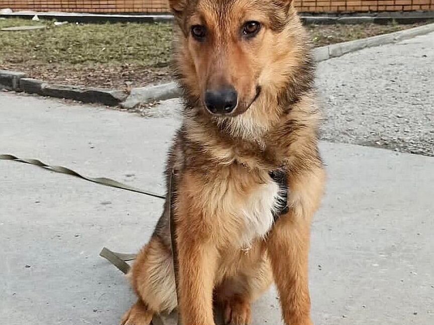 Яркая молоденькая девочка-лисичка ищет хозяев