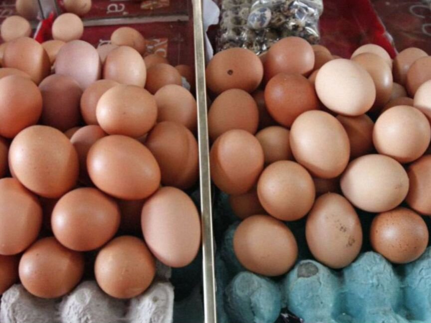 Инкубационные яйца кур и бройлеров