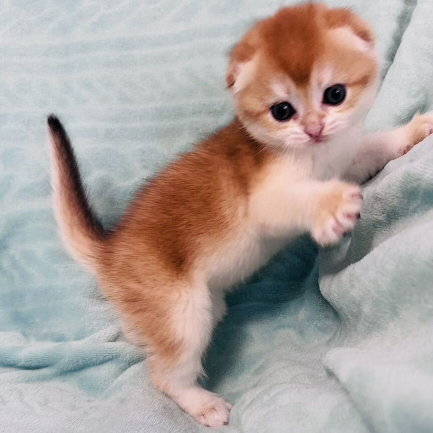 Шотладские котята