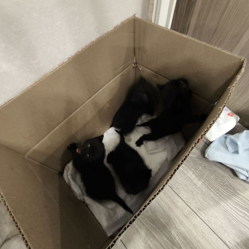 Котята в добрые руки бесплатно