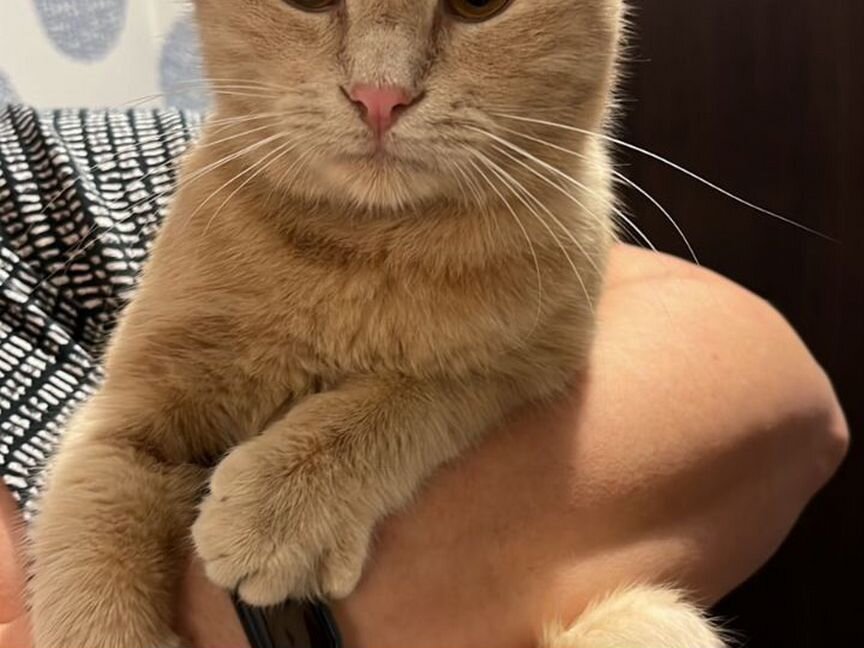 Рыжий котик выброшен или потерялся